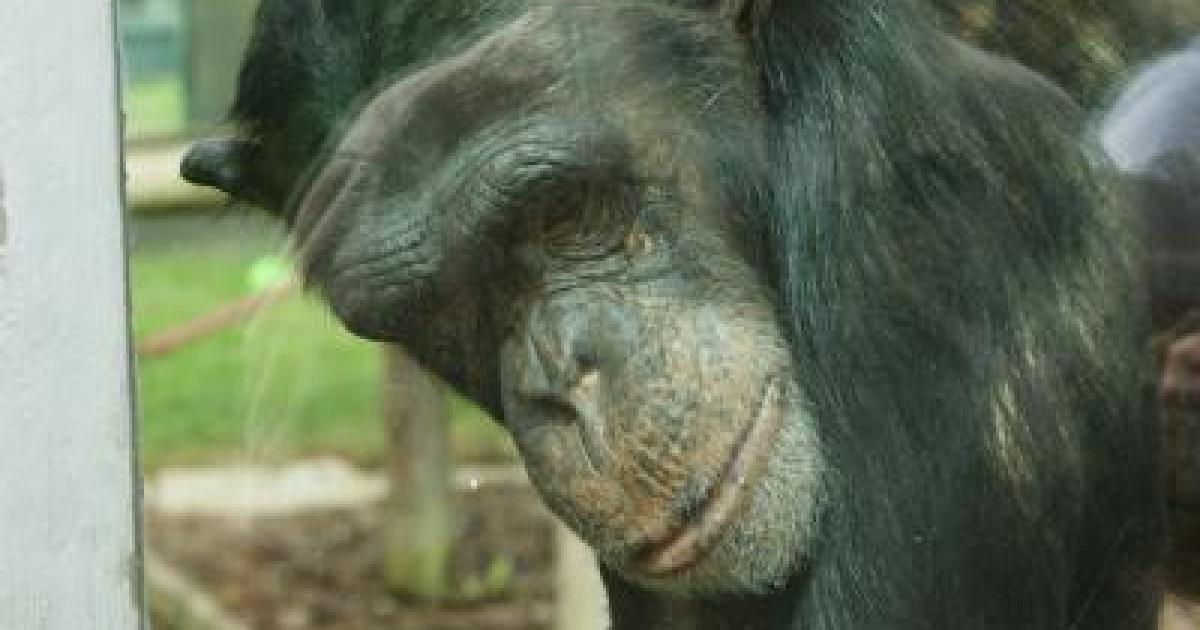 Nonsense on Stilts? Tommy the Chimp’s Legal Battle for ‘Non-Human ...